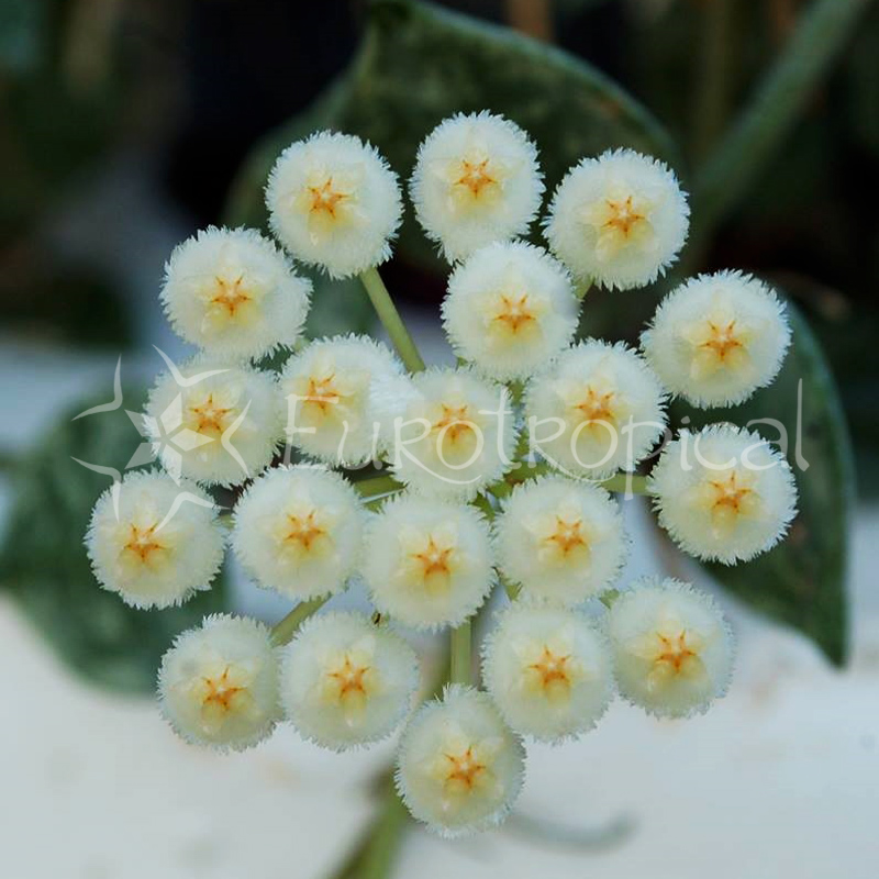 Hoya krohniana Eskimo – Eurotropicalplants