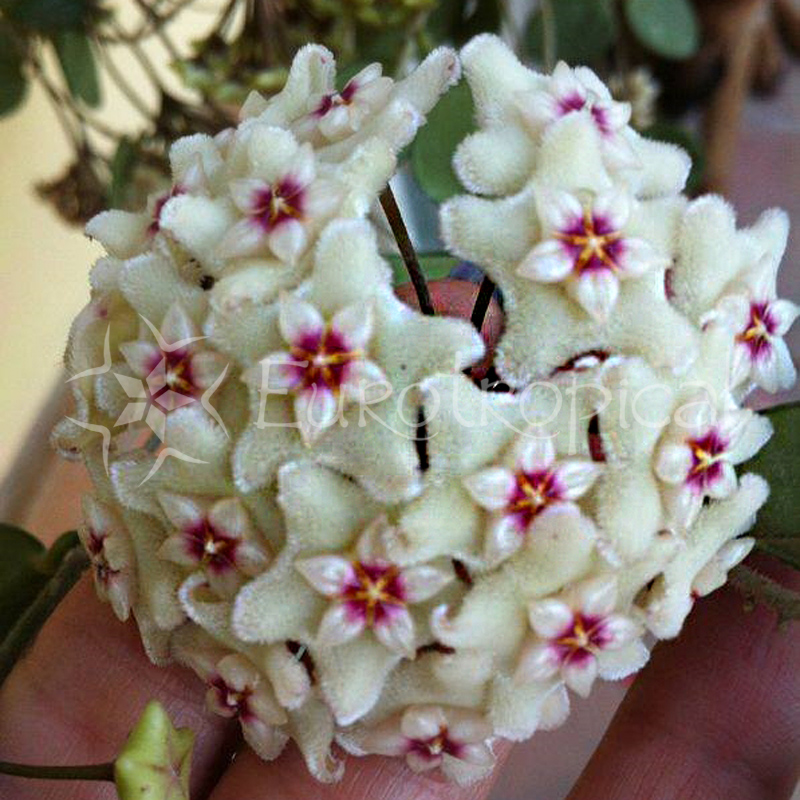 Hoya Mathilde splash – Eurotropicalplants
